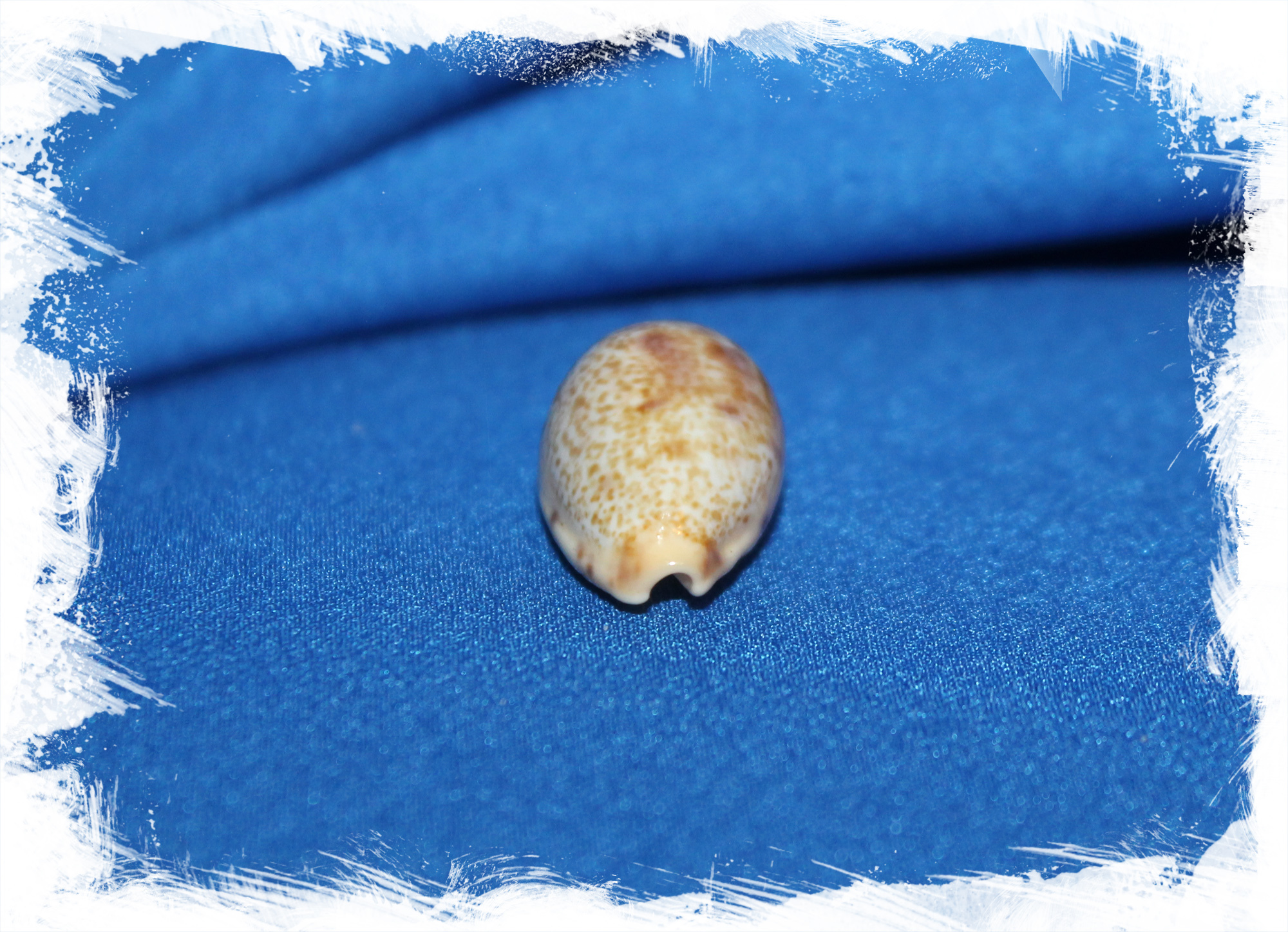 Морская ракушка Ципрея Волкери, Каури Уолкера, Contradusta walkeri ...