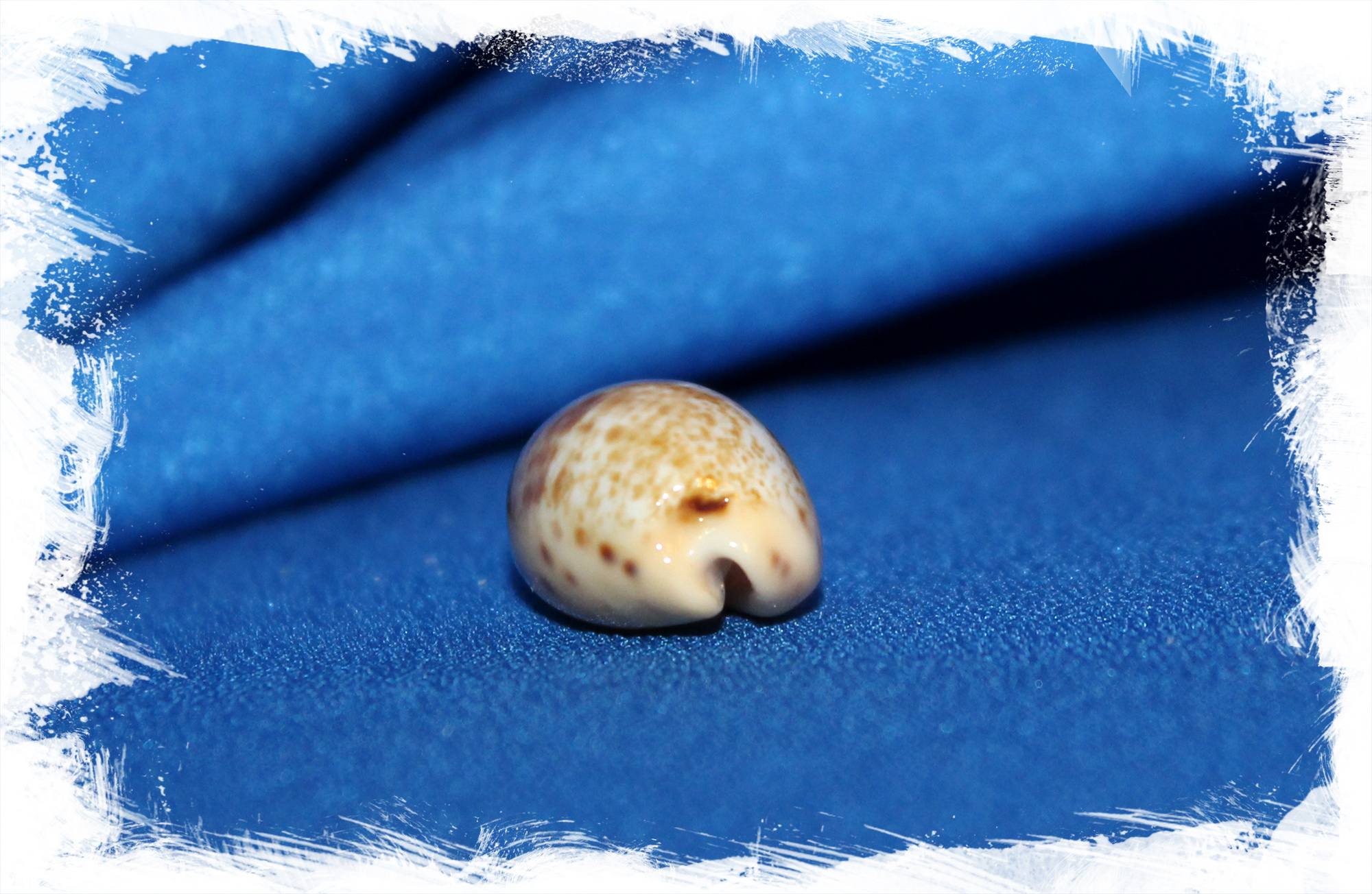 Морская ракушка Ципрея Волкери, Каури Уолкера, Contradusta walkeri ...