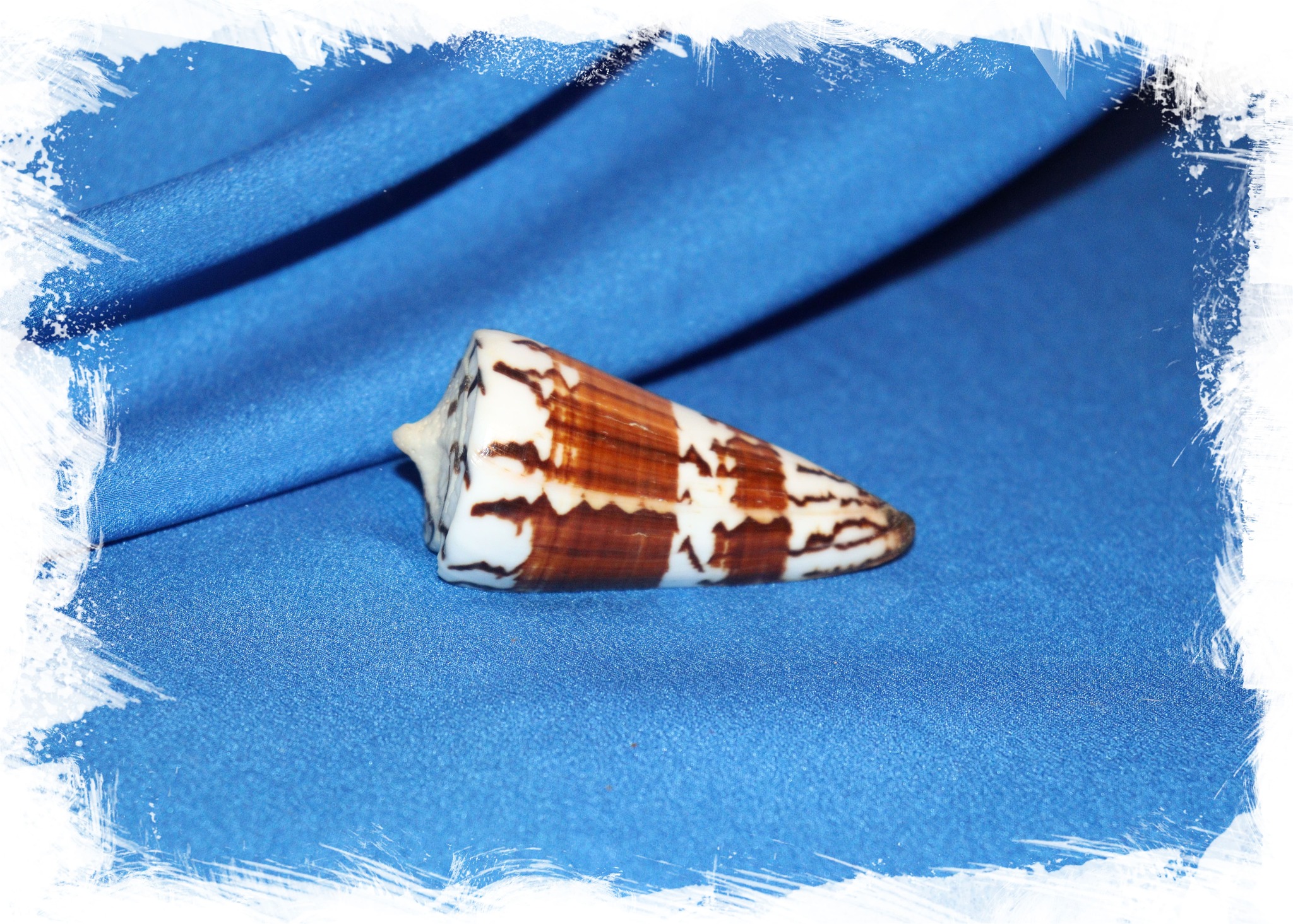 Конус Генералис (Conus generalis) 6,3см. 1шт.