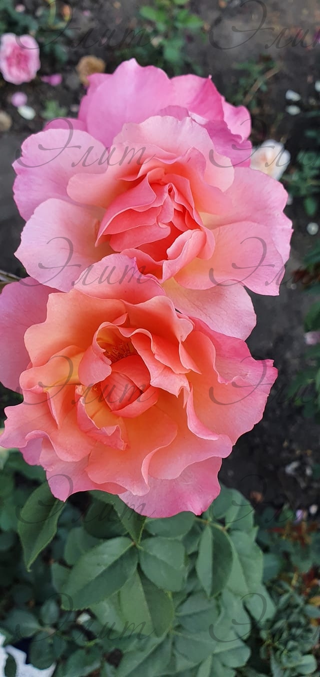 Жардан Де Нонэр( Jardins Des Noneres)