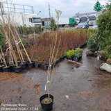 Ива Ломкая Буллата | Salix fragilis Bullata