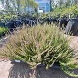 Вереск Катия | Calluna KATJA (Р11)