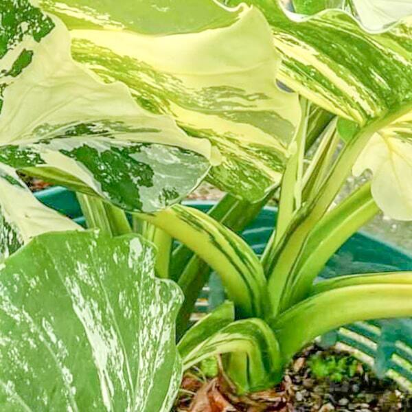 Алоказия GAGEANA ALBO VAR – купить за 4 500 ₽ | ADENIUMLAND
