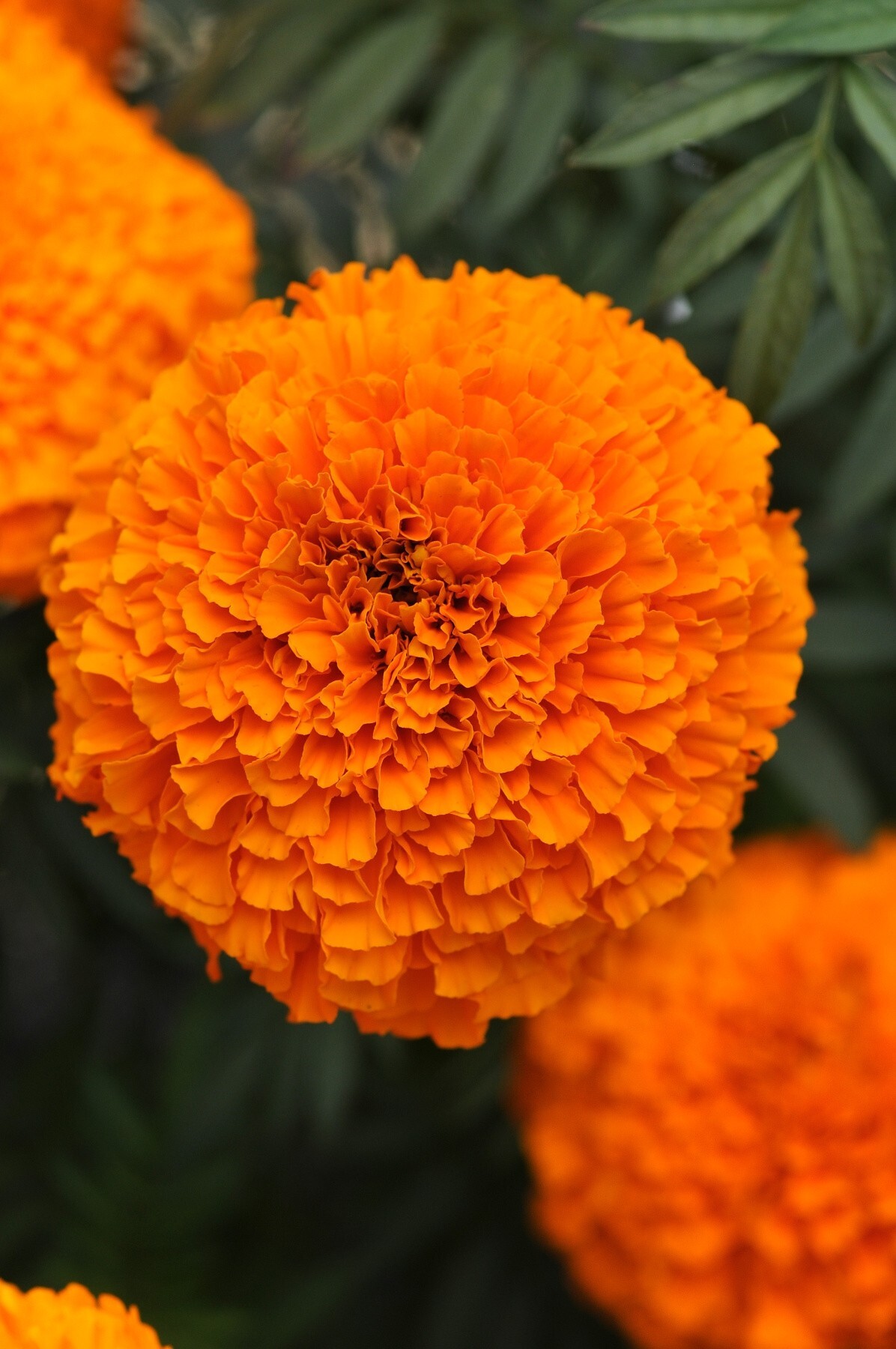 S1816 Бархатцы прямостоячие Inca II Deep Orange 5шт. - купить в Москве ...