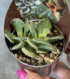 Алоинопсис Мальхерба - купить, цена, условия выращивания в интернет ...