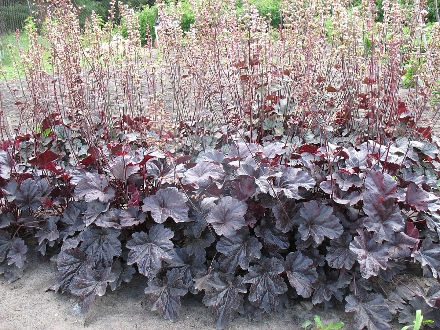 Гейхера Обсидиант | Heuchera Obsidiant (Р9)