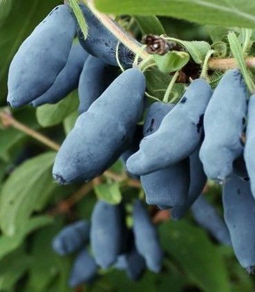Жимолость Длинноплодная - купить по выгодной цене | Altay.Market