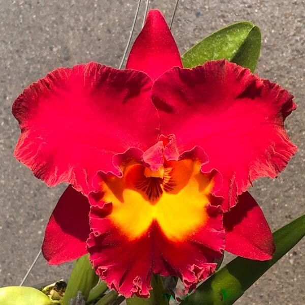 Орхидея ринхолелиокаттлея RLC. SIAM RED KING RED OCEAN – купить за 3 ...