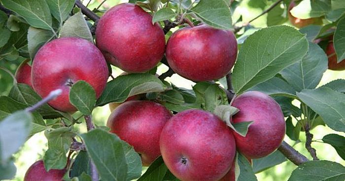 Яблоня зимняя Лобо (2-летняя) п/карл.подвой ЗКС – купить в Казани по ...