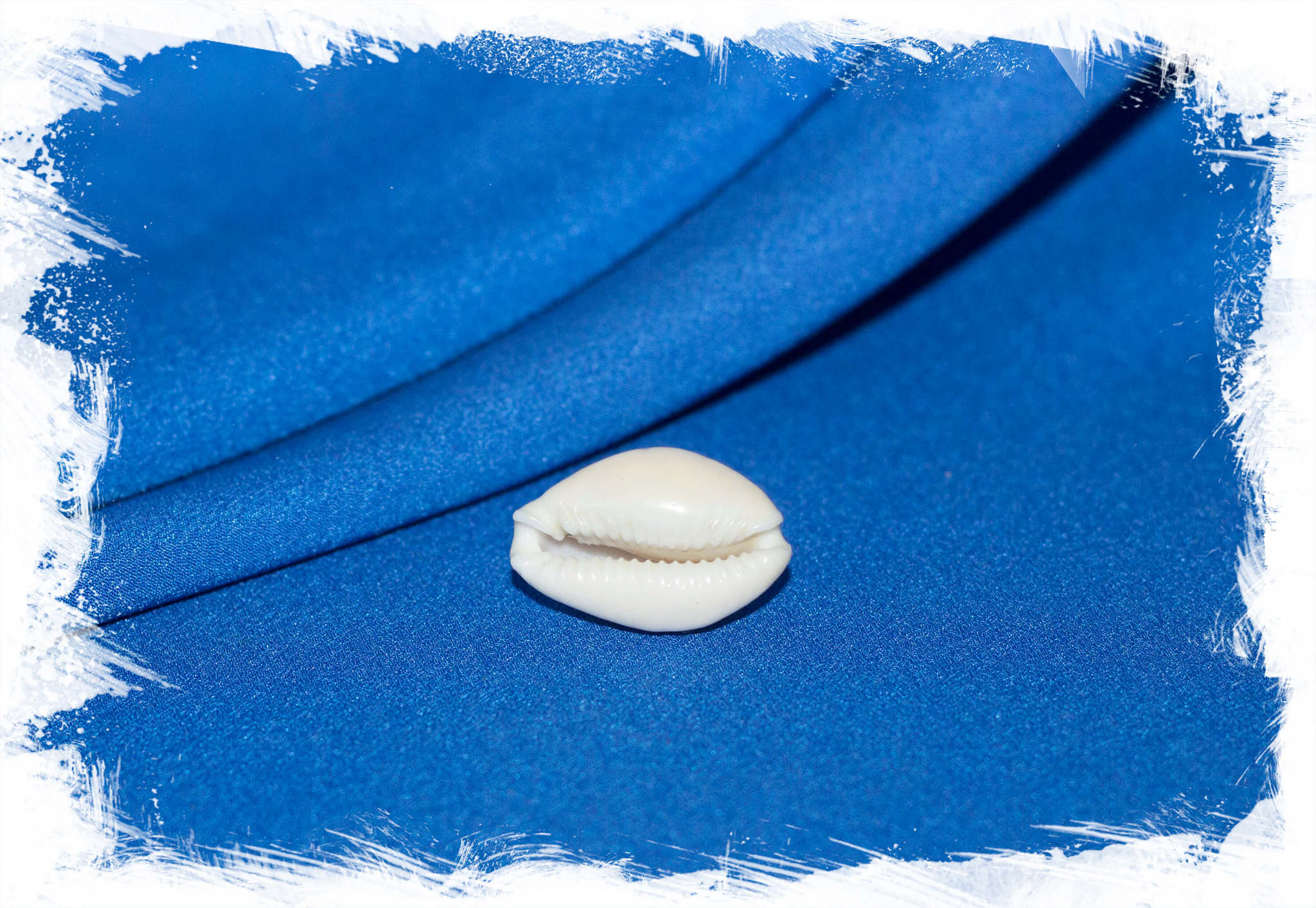 Ципрея асицуларис, Naria acicularis. Купить