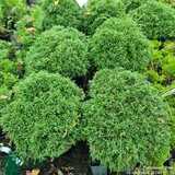 Туя западная Литл Джем | Thuja occidentalis Little Gem 40+ (С15)