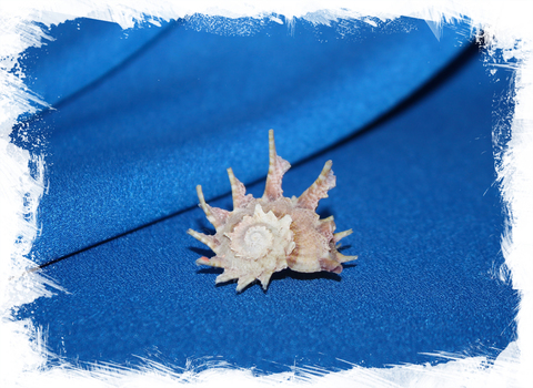 Ангария спаерула (Angaria Sphaerula) – купить в интернет-магазине, цена ...