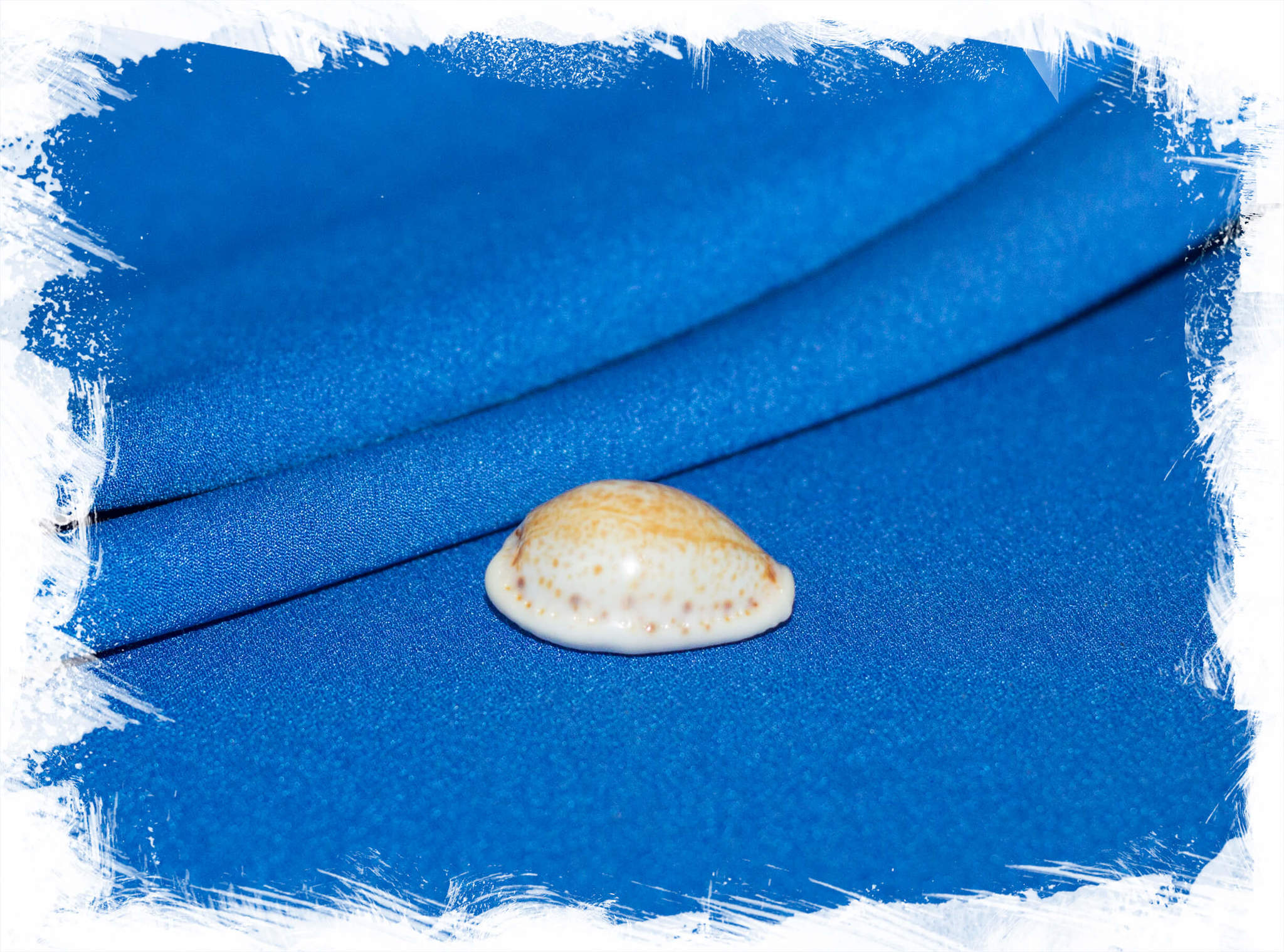 Ципрея асицуларис, Naria acicularis. Купить