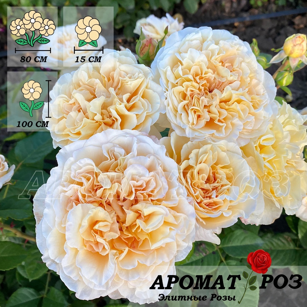 Мисс Файн (Miss Fine) – Флорибунда - купить Аромат-роз.рф