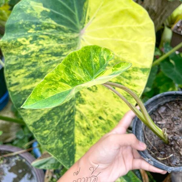 Колоказия GOLDEN SIAM – купить за 3 800 ₽ | ADENIUMLAND