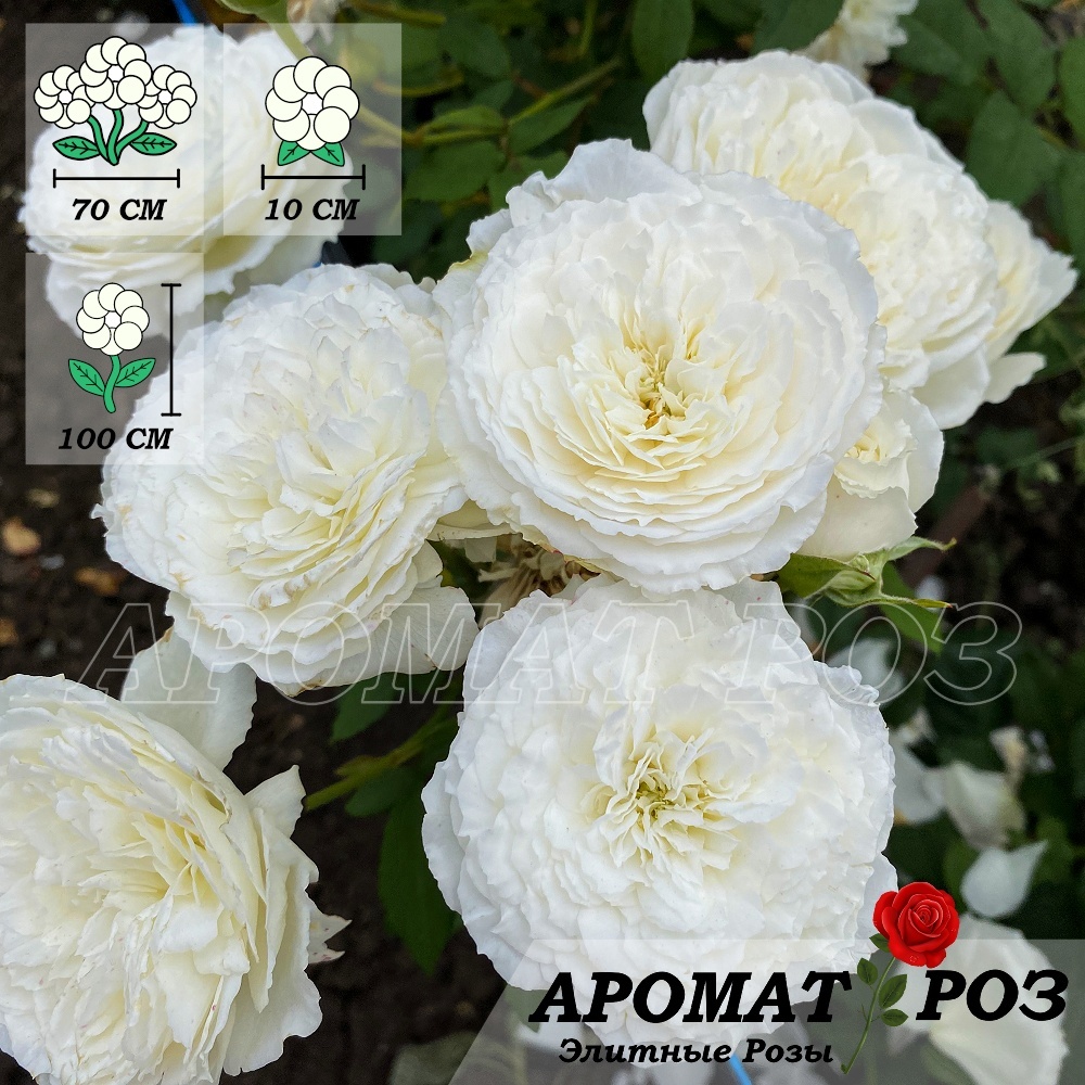 Шилаби (Shilabe) – Розы Японской Селекции - купить Аромат-роз.рф
