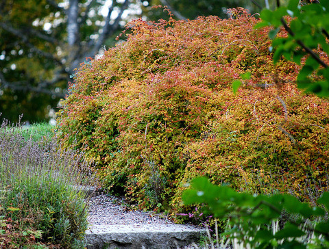 Стефанандра надрезаннолистная Криспа | Stephanandra incise Crispa (С5)