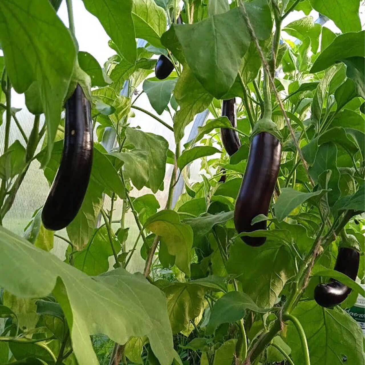 ВАЛЕНТИНА F1 семена баклажана (Seminis / ALEXAGRO) – купить за 100 ...