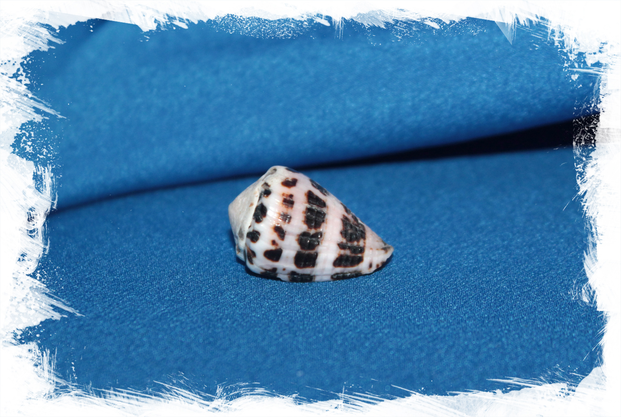 Морская ракушка Еврейский Конус, Conus ebraeus. Купить