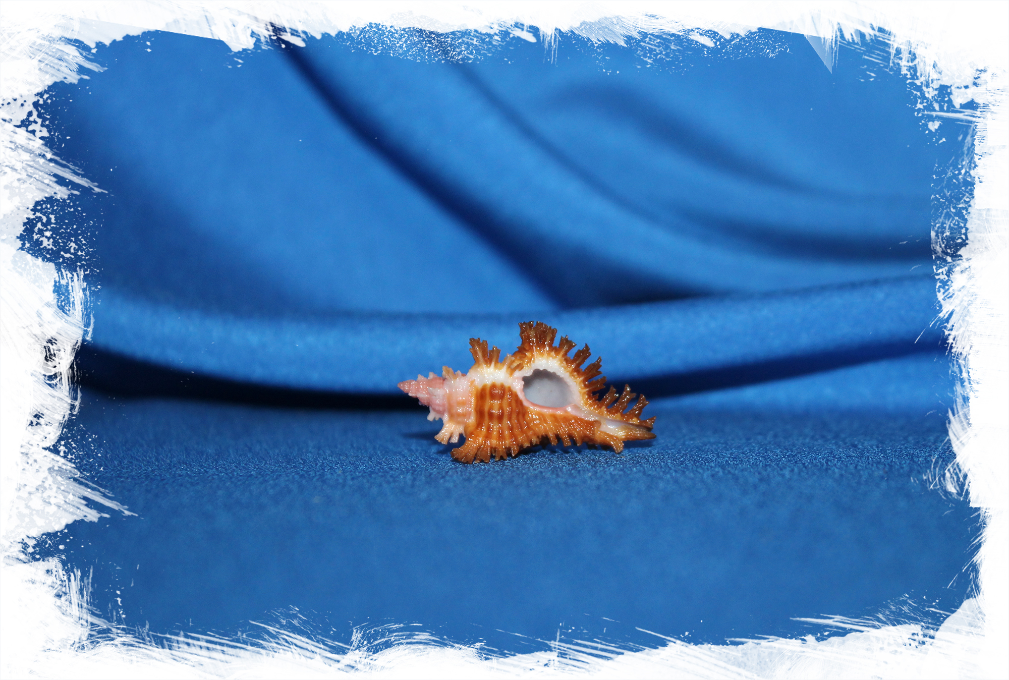 Chicoreus Strigatus, Мурекс стригатус. Купить