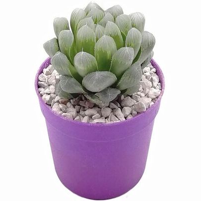 Купить живые суккуленты 🌵 Интернет-магазин суккулентов EnjoyPlants