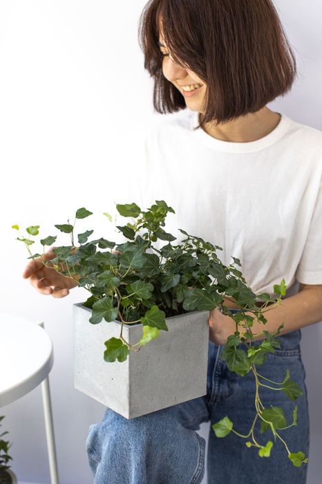 Комнатные растения от 600 руб 🌱 | KRAP/VA