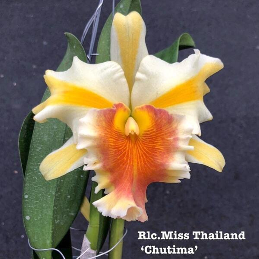 Орхидея ринхолелиокаттлея RLC. MISS THAILAND CHUTIMA – купить за 2 800 ₽ | ADENIUMLAND