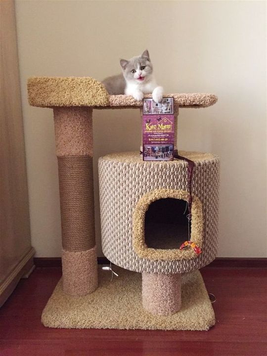 Когтеточки домики игровые комплексы для кошек Кисмит Kismit1.ru