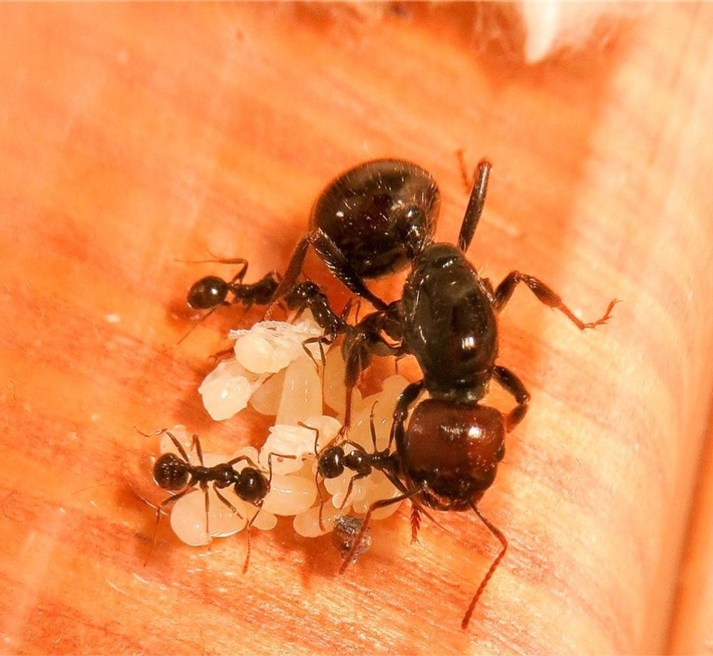 Купить муравьев жнецов с маткой Messor barbarus Мессор Барбарус муравьи ...