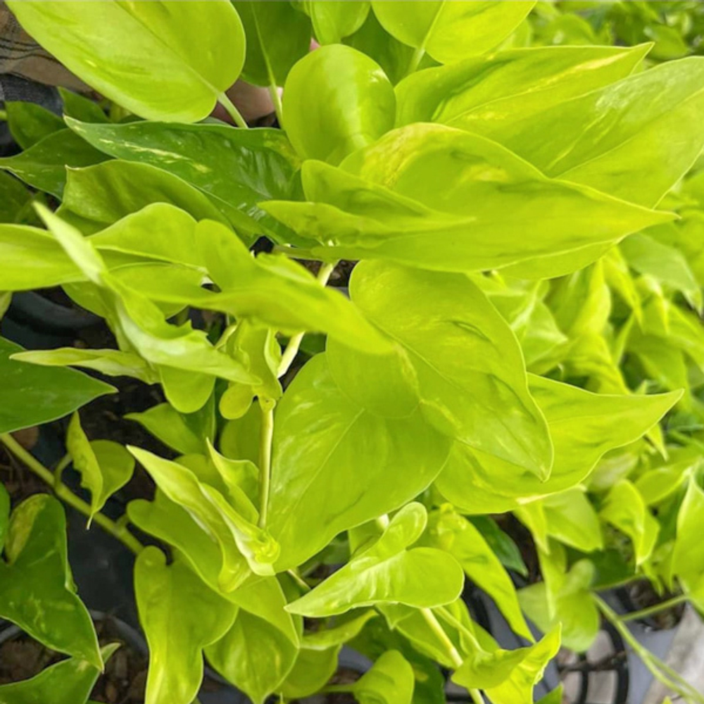 Эпипремнум AUREUM CHAMPS ELYSEES – купить за 2 000 ₽ | ADENIUMLAND