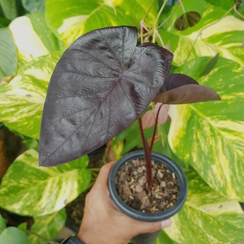 Колоказия BLACK RIPPLE – купить за 1 500 ₽ | ADENIUMLAND
