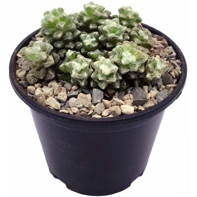 Купить суккуленты 🌵 - большой выбор живых растений для вашего дома и офиса