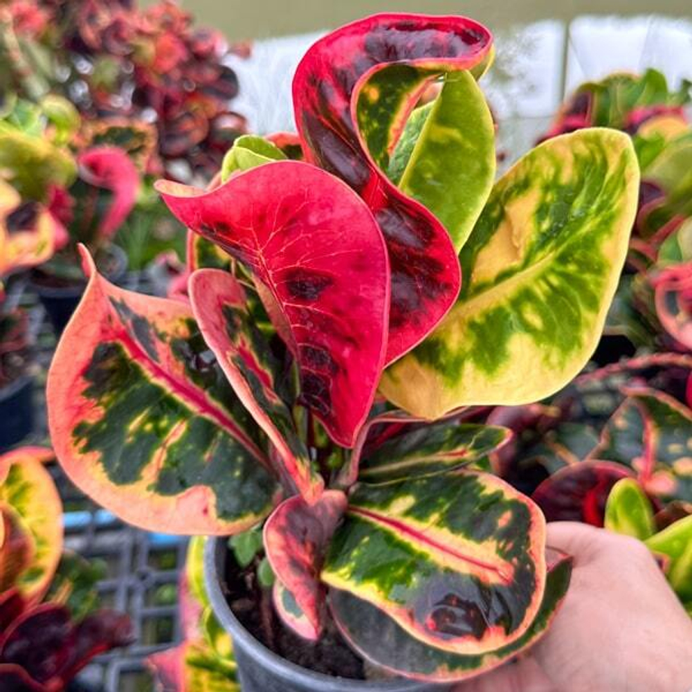 Кротон CHOK UDOMSAP – купить за 2 000 ₽ | ADENIUMLAND