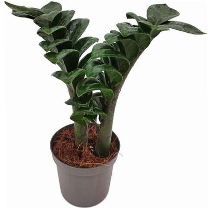 Купить суккуленты 🌵 - большой выбор живых растений для вашего дома и офиса