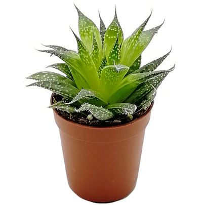 Купить живые суккуленты 🌵 Интернет-магазин суккулентов EnjoyPlants