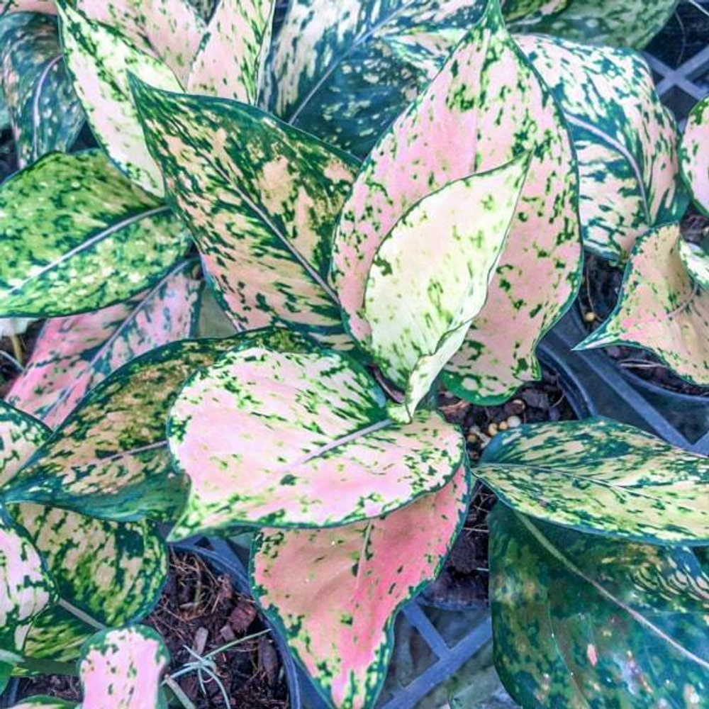 Аглаонема KAMKOON ORANGE – купить за 2 600 ₽ | ADENIUMLAND