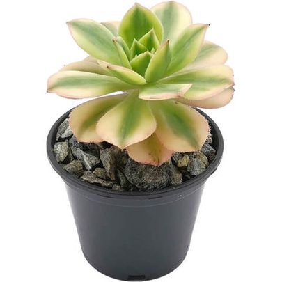 Суккуленты 🌵 - большой ассортимент в наличии