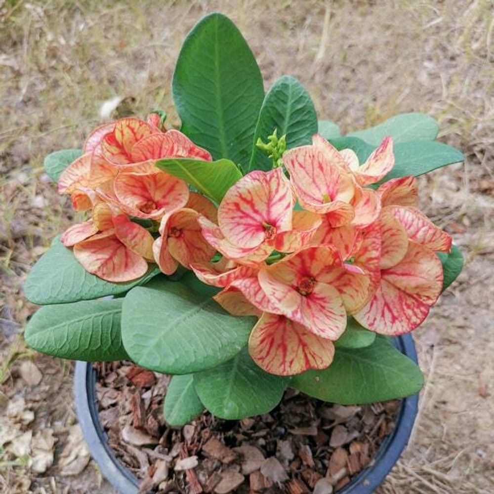 Эуфорбия Миля ING CHAN – купить за 1 300 ₽ | ADENIUMLAND