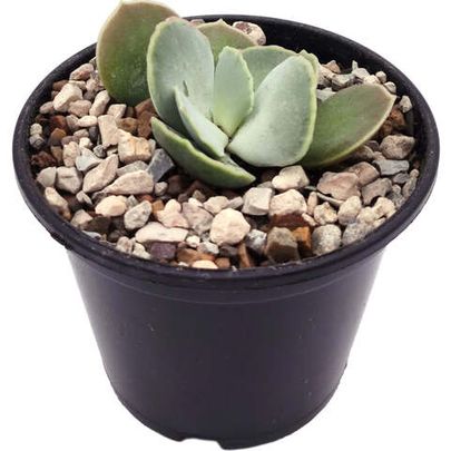 Купить суккуленты 🌵 - большой выбор живых растений для вашего дома и офиса