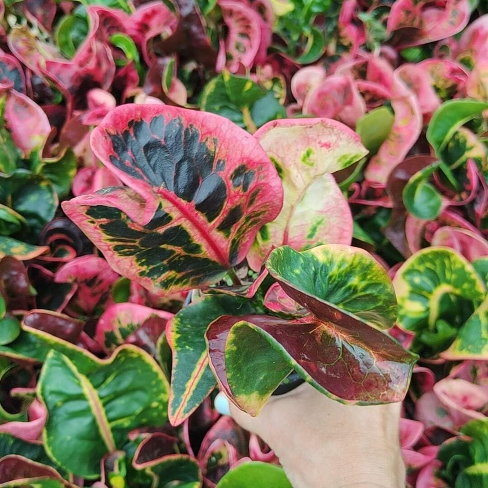 Кротон CHOK UDOMSAP – купить за 2 000 ₽ | ADENIUMLAND