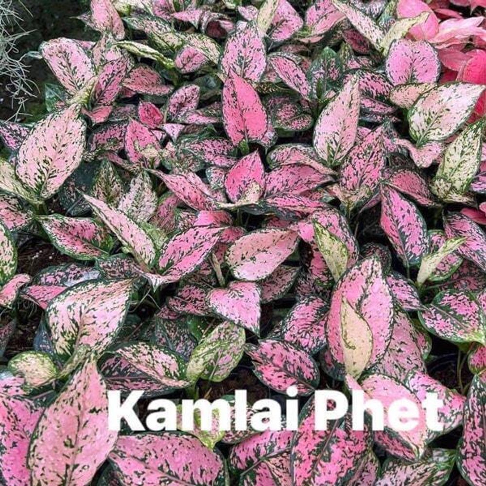 Аглаонема KAMLAI PHET – купить за 2 200 ₽ | ADENIUMLAND