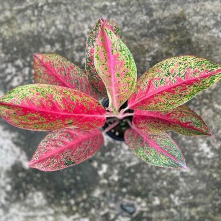 Аглаонема GREEN SUNDROP – купить за 1 400 ₽ | ADENIUMLAND