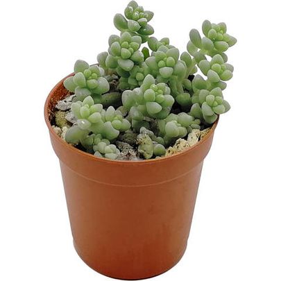 Суккуленты 🌵 - большой ассортимент в наличии