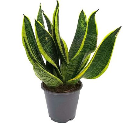 Купить живые суккуленты 🌵 Интернет-магазин суккулентов EnjoyPlants