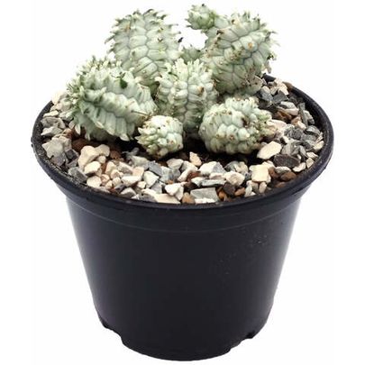 Суккуленты 🌵 - большой ассортимент в наличии