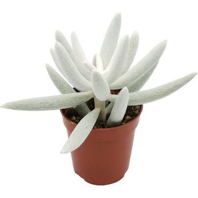 Купить суккуленты 🌵 - большой выбор живых растений для вашего дома и офиса
