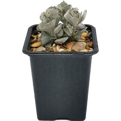 Суккуленты 🌵 - большой ассортимент в наличии