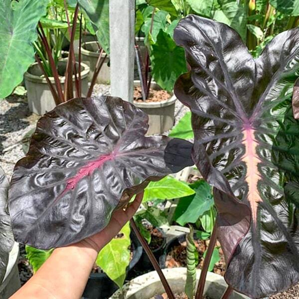 Колоказия PINKY HEART – купить за 5 600 ₽ | ADENIUMLAND