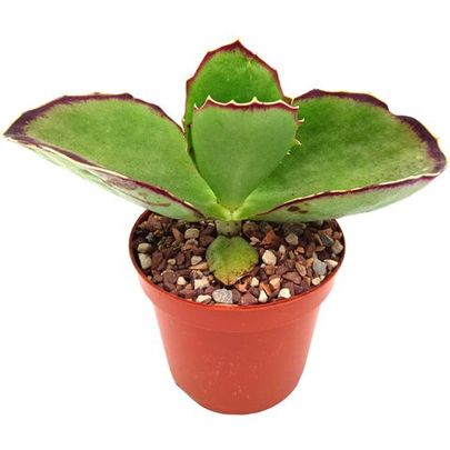 Купить живые суккуленты 🌵 Интернет-магазин суккулентов EnjoyPlants