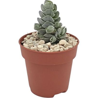 Купить суккуленты 🌵 - большой выбор живых растений для вашего дома и офиса